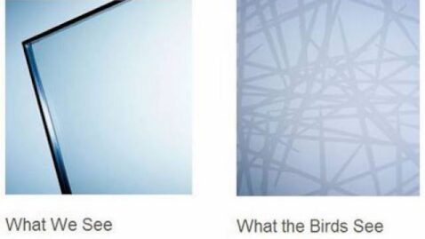 Ornilux bird protection glass features at IGMA conference | GlassOnline ...
